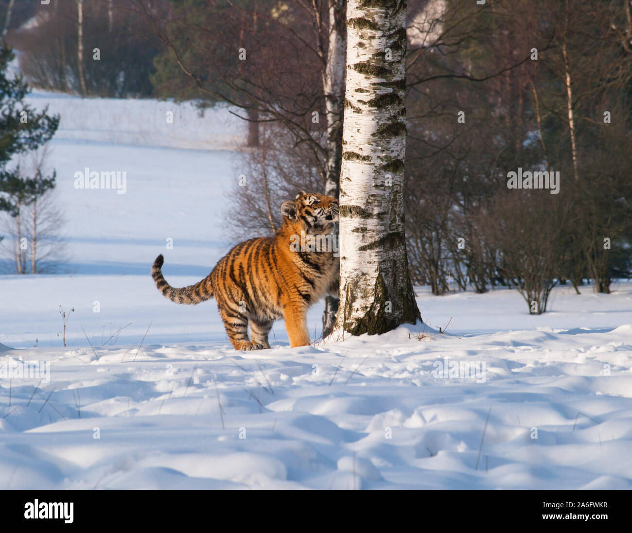 Siberian tiger near birch tree in winter - Panthera tigris altaica ...
