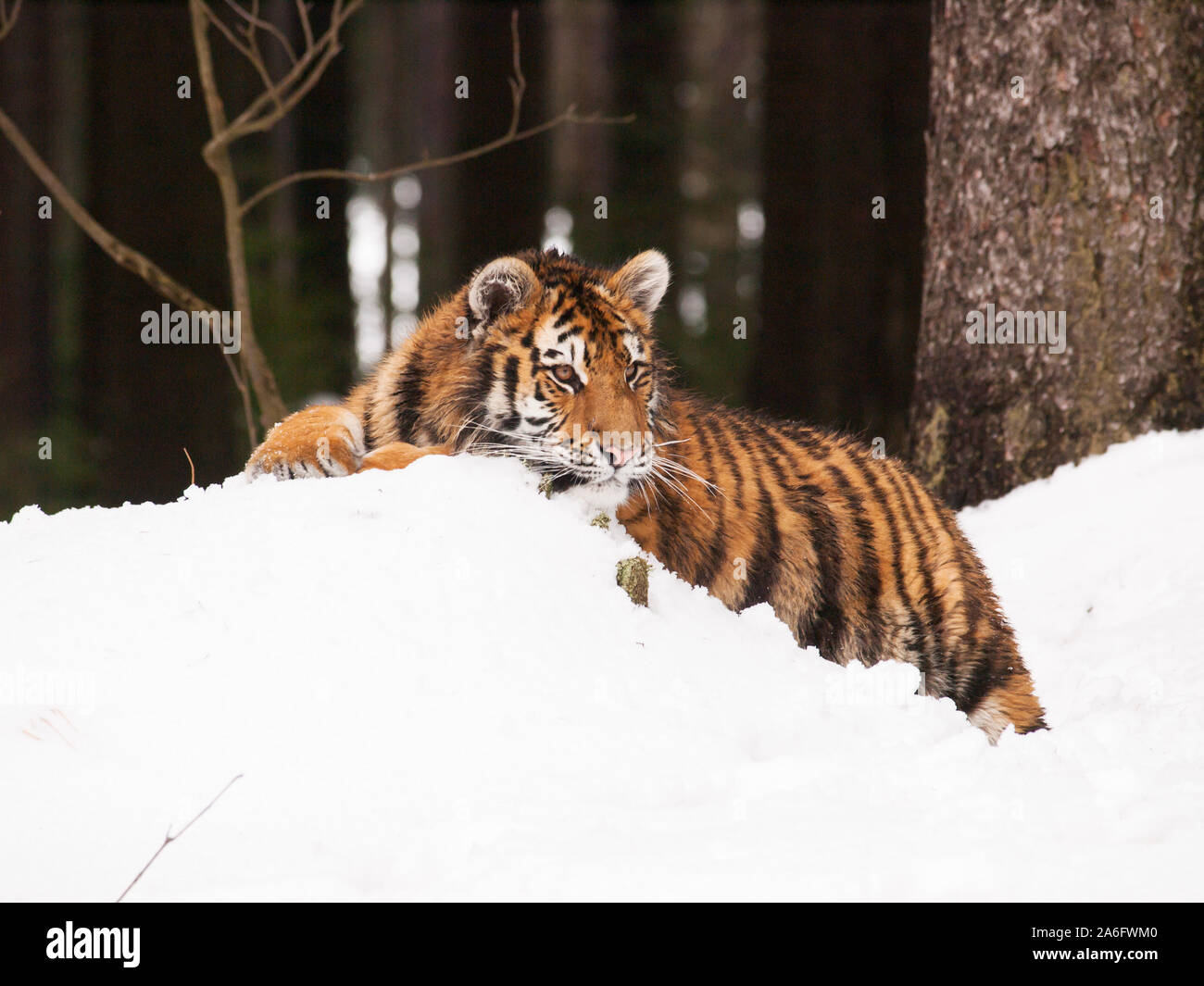 Siberian tiger snow forest hi-res stock photography and images - Alamy