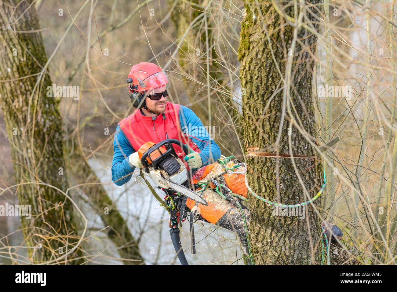 Treeworker doing his arduous and demanding job Stock Photo - Alamy
