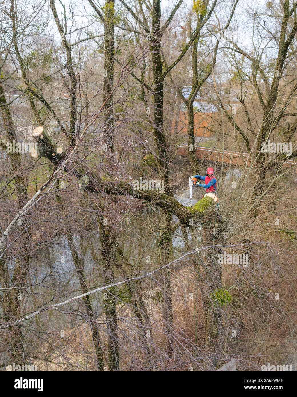 Treeworker doing his arduous and demanding job Stock Photo - Alamy
