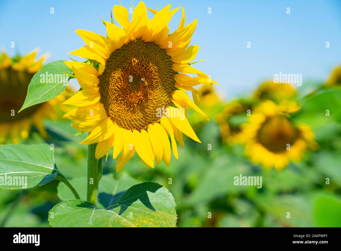 Fields of sunflowers on Greece's countryside fertile cropping plains ...
