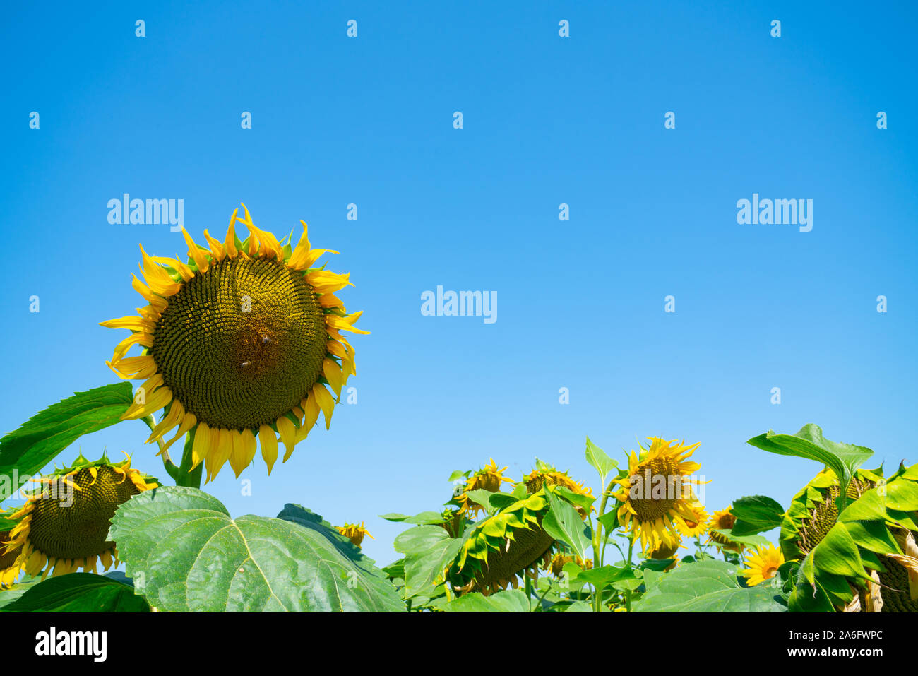 Fields of sunflowers on Greece's countryside fertile cropping plains ...
