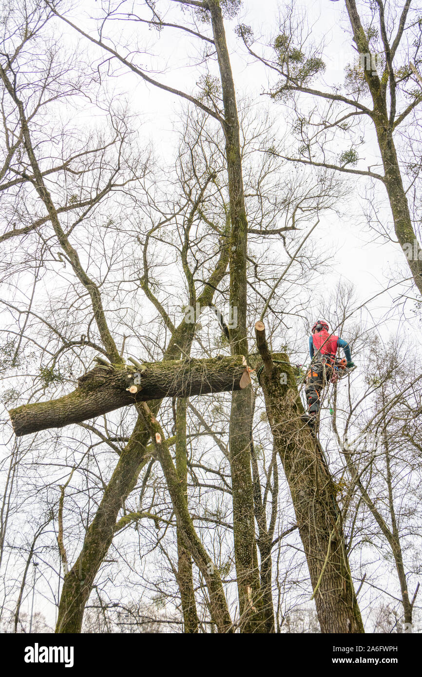 Treeworker doing his arduous and demanding job Stock Photo - Alamy