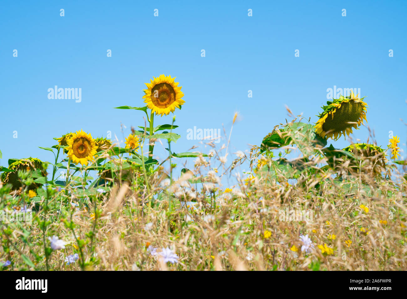 Fields of sunflowers on Greece's countryside fertile cropping plains ...