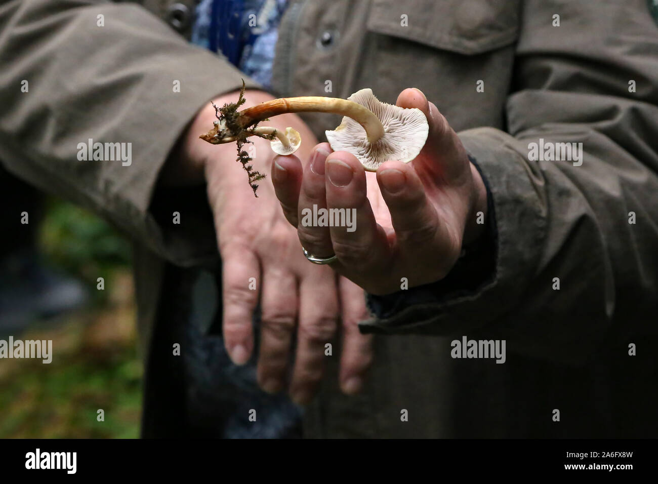 Mycologist demonstrates and talks about various forest mushrooms Stock ...