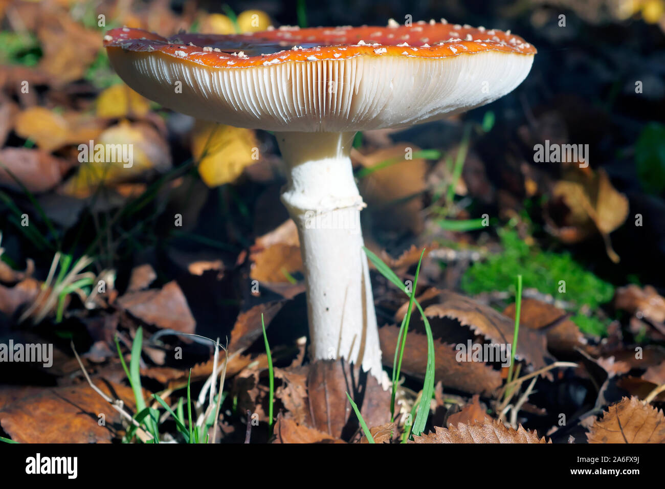 Most iconic toadstool hi-res stock photography and images - Alamy