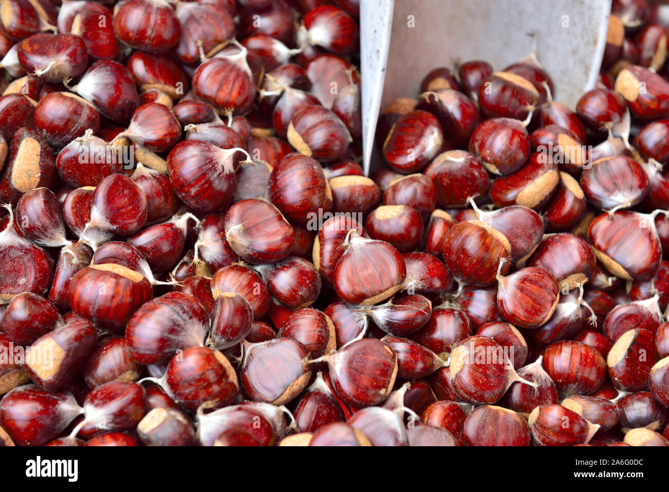 Fresh chestnuts for sale for roasting in a market stall with a scoop ...