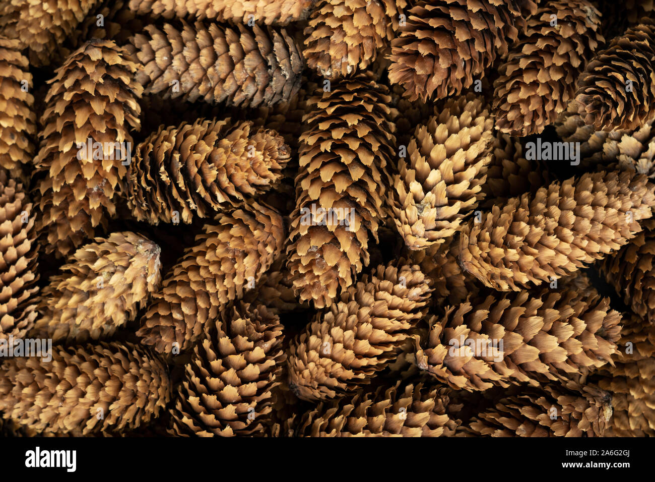 Heap of pine cones close up. Natural background of pine-cones. Texture ...