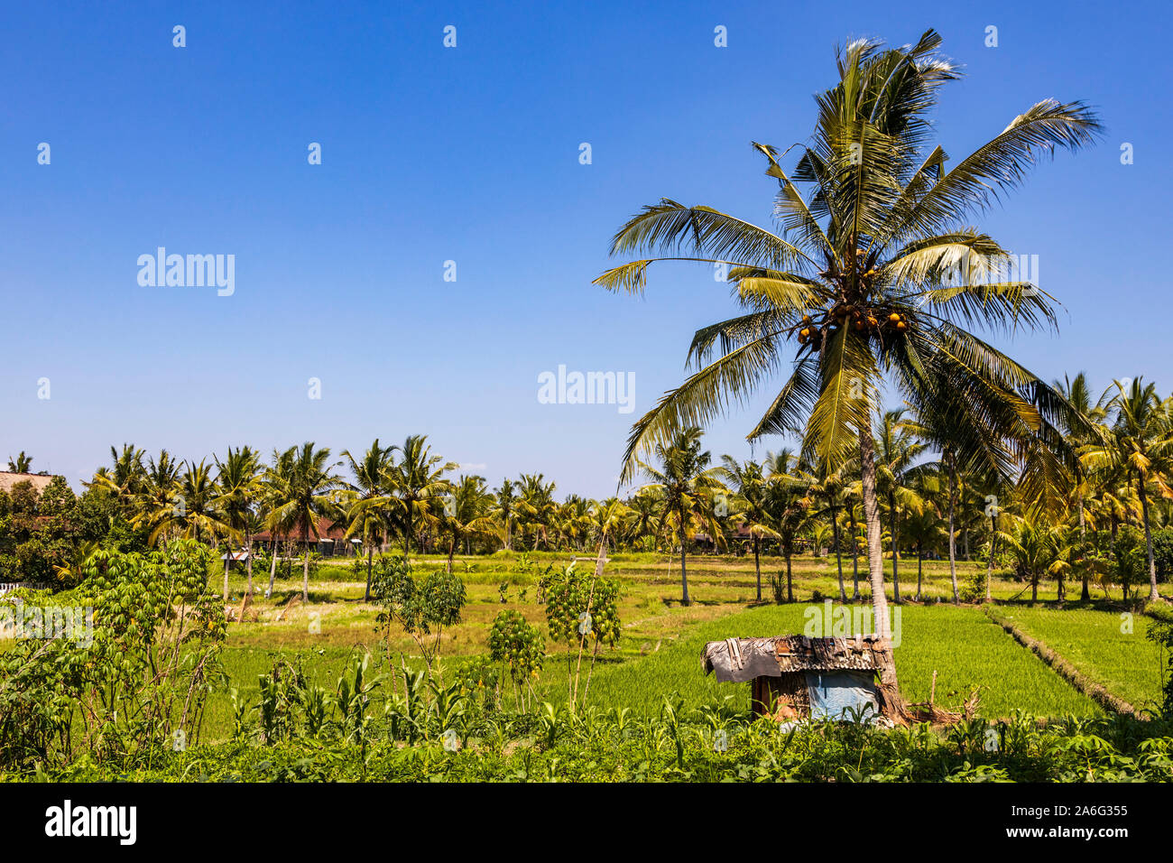 Countryside with coconut palm tree and rice fields in Ubud, Bali ...