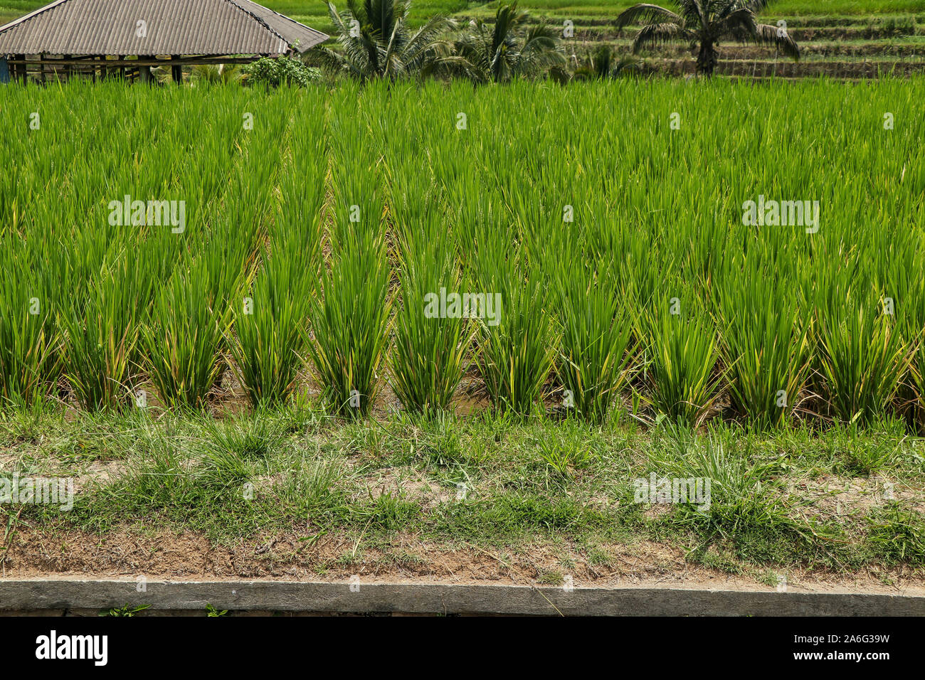 Growing rice on the island of Bali, Indonesia, Jatiluwih green rice ...