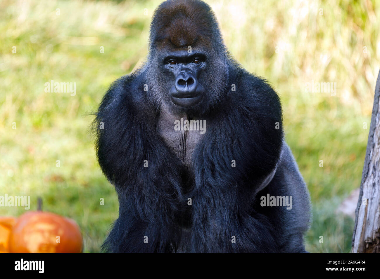 Donald trumpkin hi-res stock photography and images - Alamy