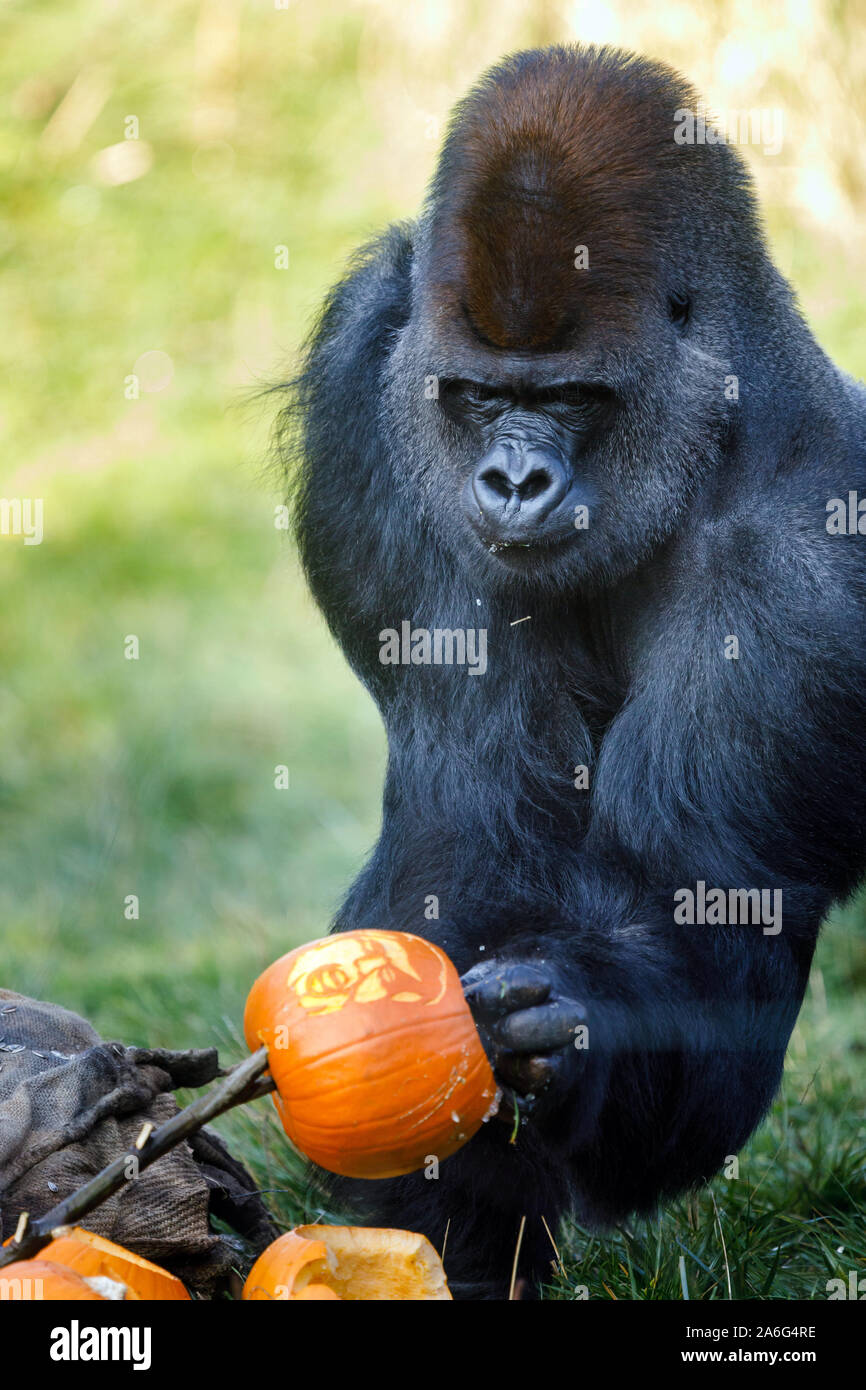 London, UK. 26th October 2019. Kumbuka, the impressive male silverback ...