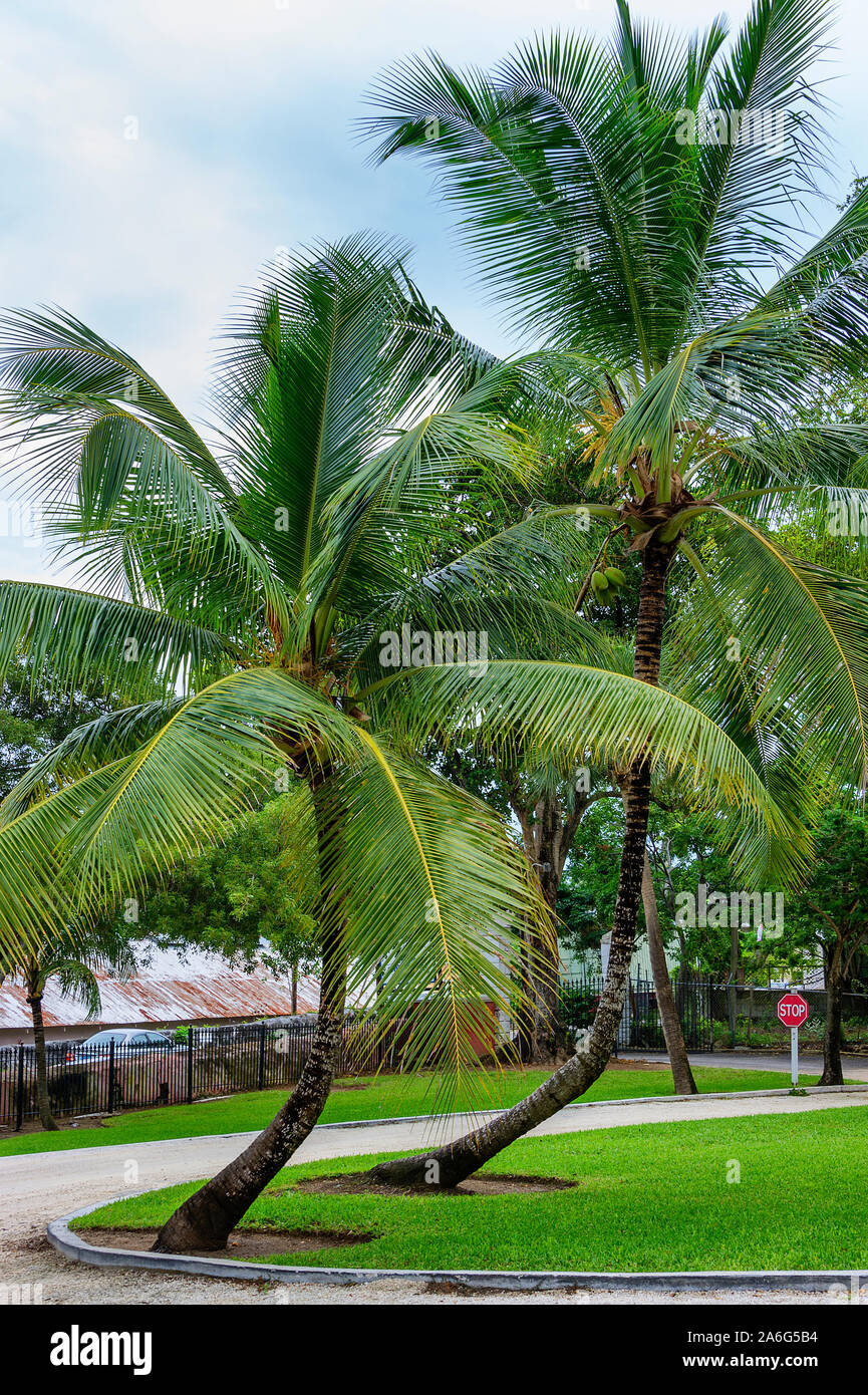 Driveway palm tree hi-res stock photography and images - Alamy