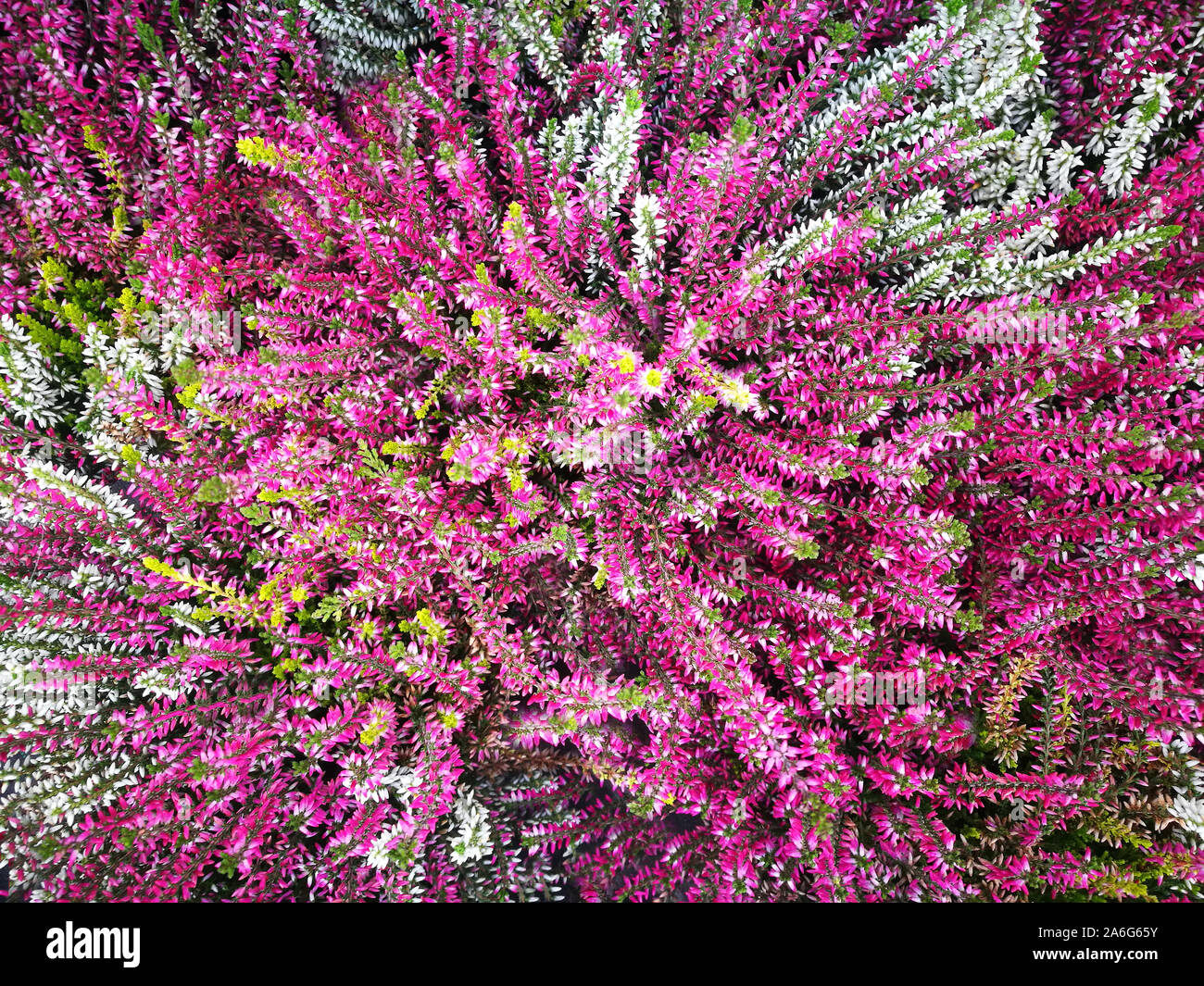 pink and white blooming heather plants, top view, full frame, natural ...