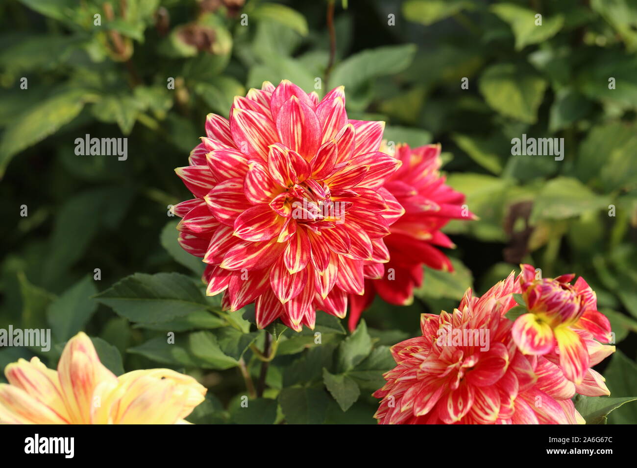 Magenta Color Dalia Flower In The Park Stock Photo - Alamy