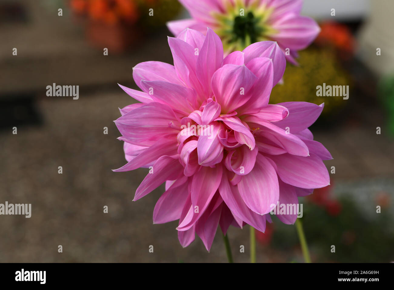 Magenta Color Dalia Flower In The Park Stock Photo - Alamy