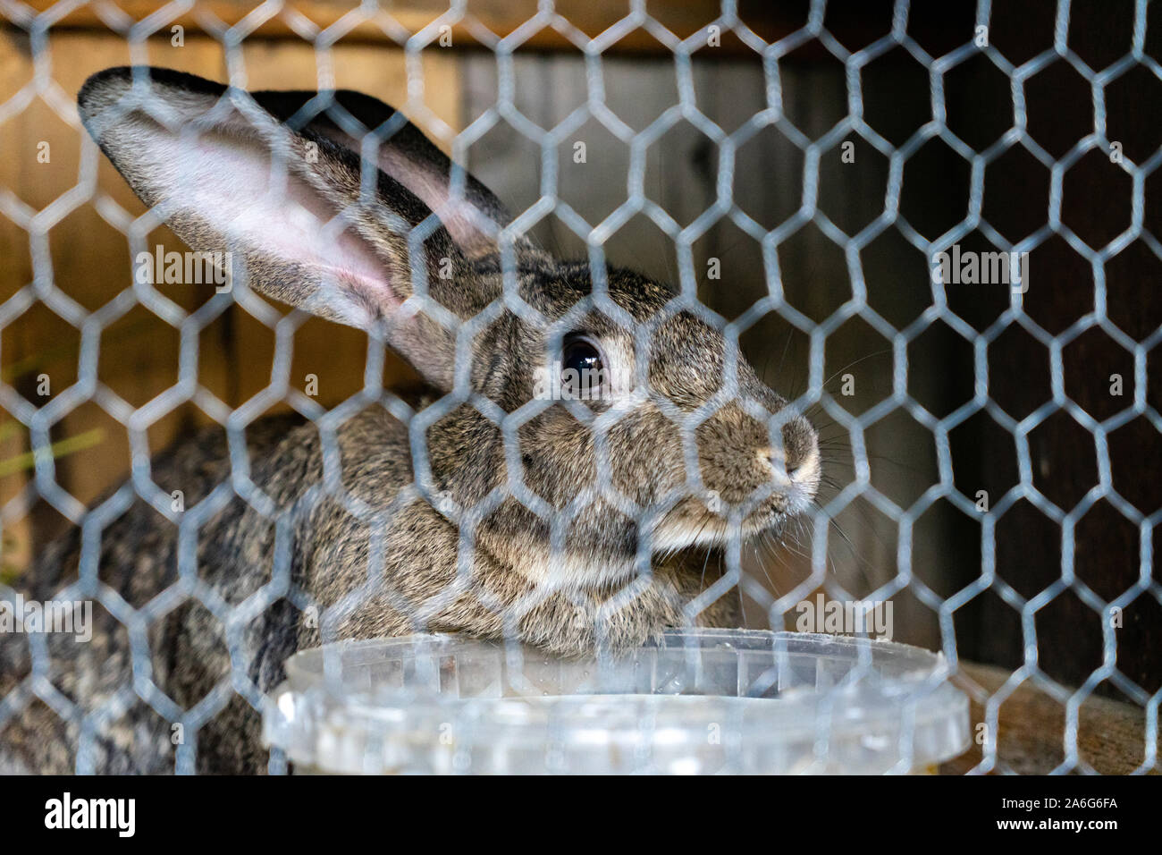 Rabbit cage caged rabbits hi-res stock photography and images - Alamy