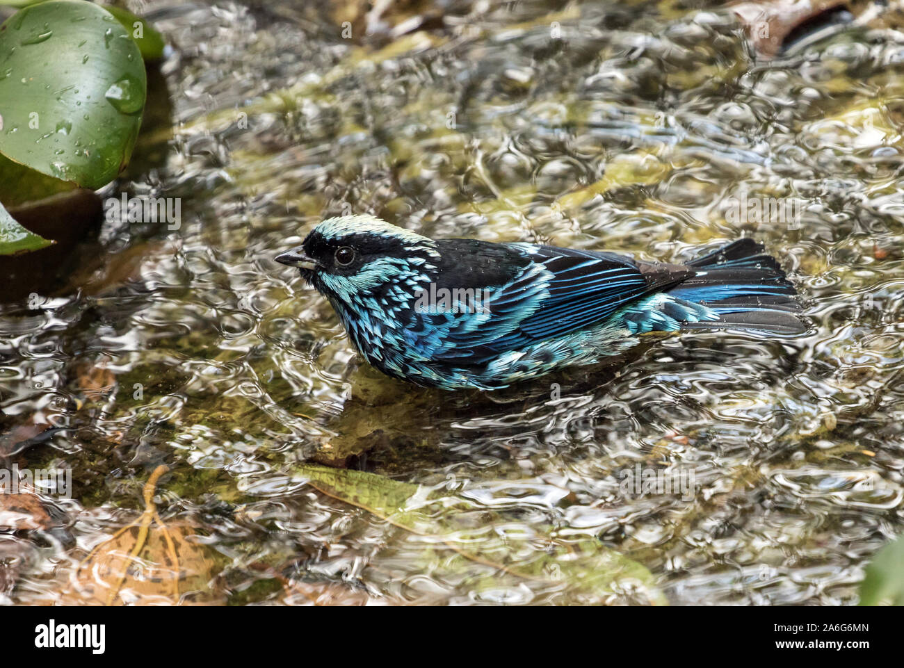 Beryl spangled hi-res stock photography and images - Alamy