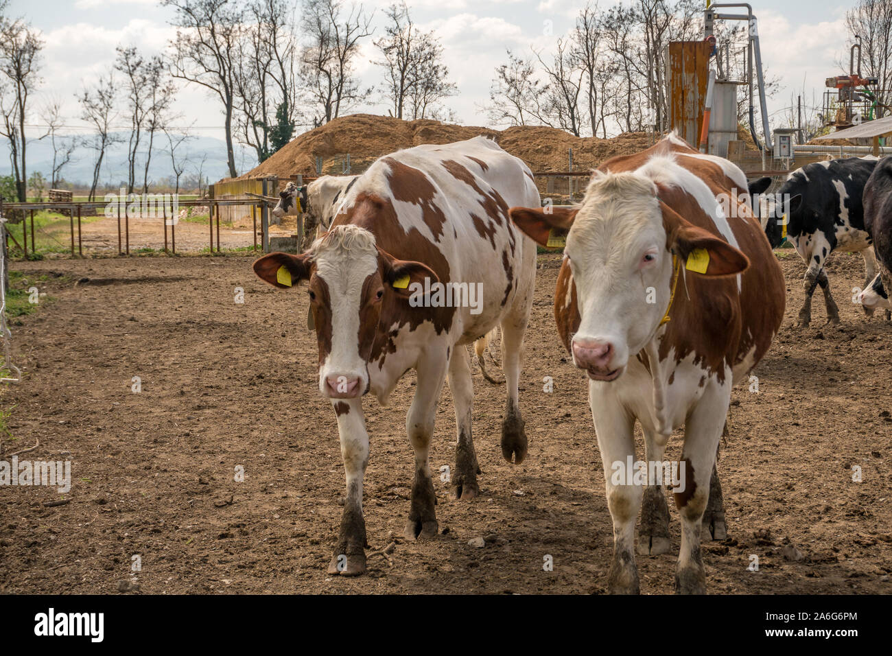 Cows in farm cowshed close hi-res stock photography and images - Alamy