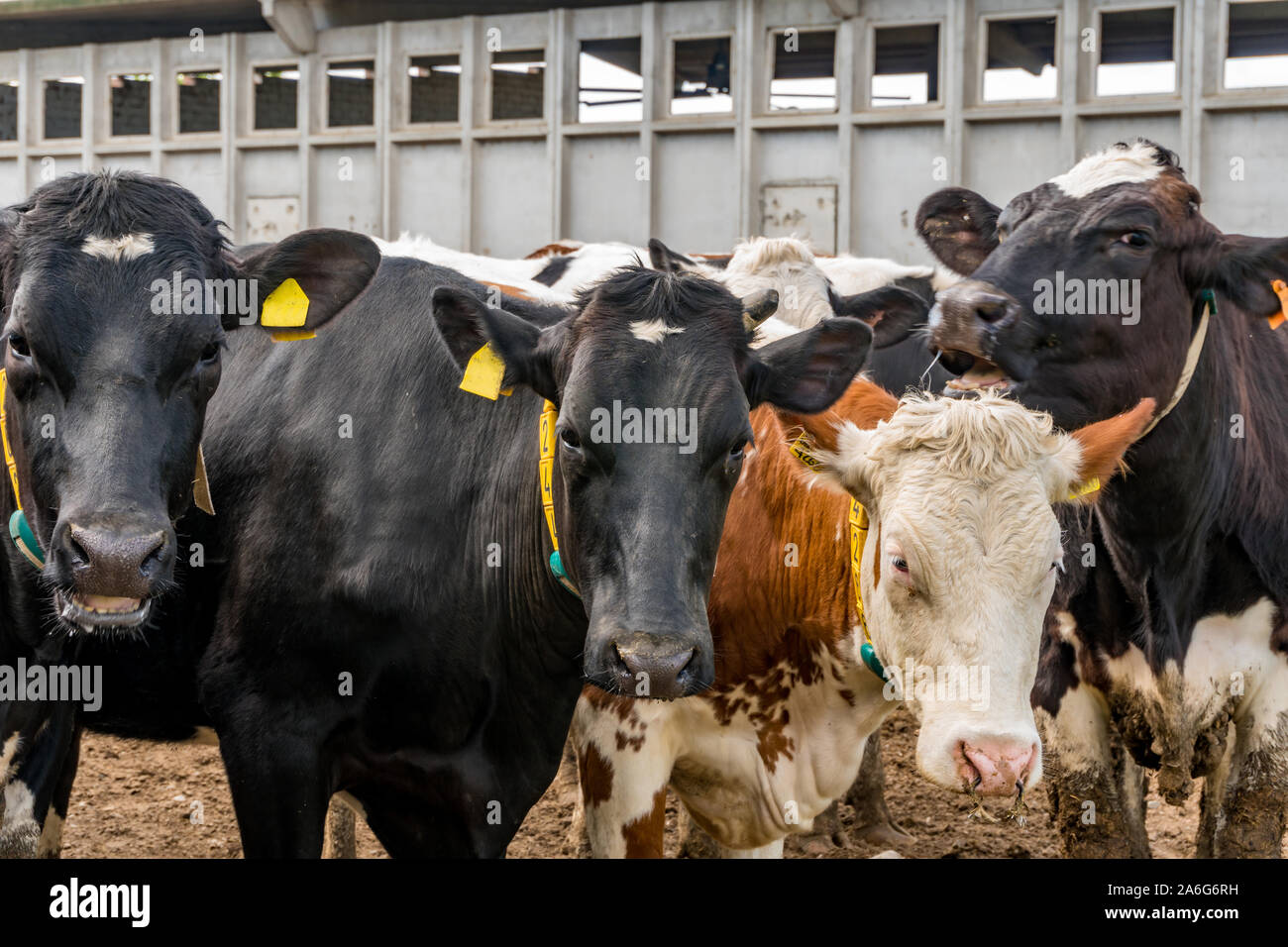 Cows in farm cowshed close hi-res stock photography and images - Alamy