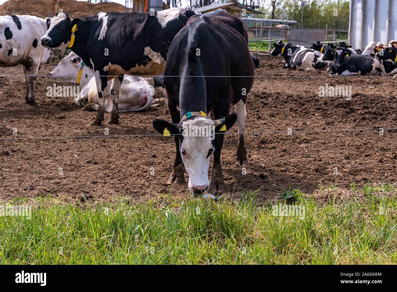 Cows in a farm, in the yard of a farm Stock Photo - Alamy