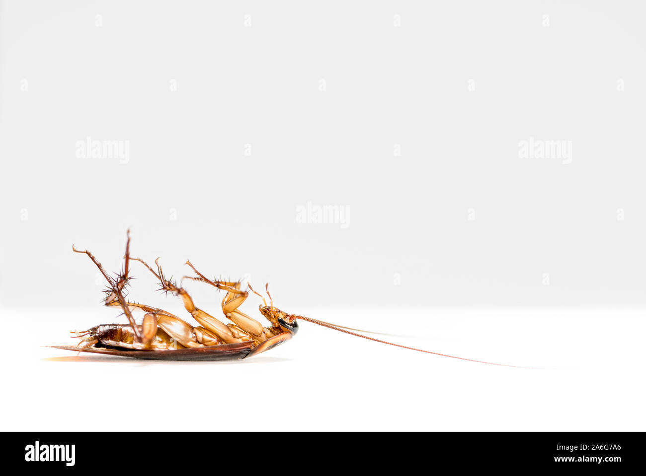 Macro close up one cockroach lay dead isolated on white background ...