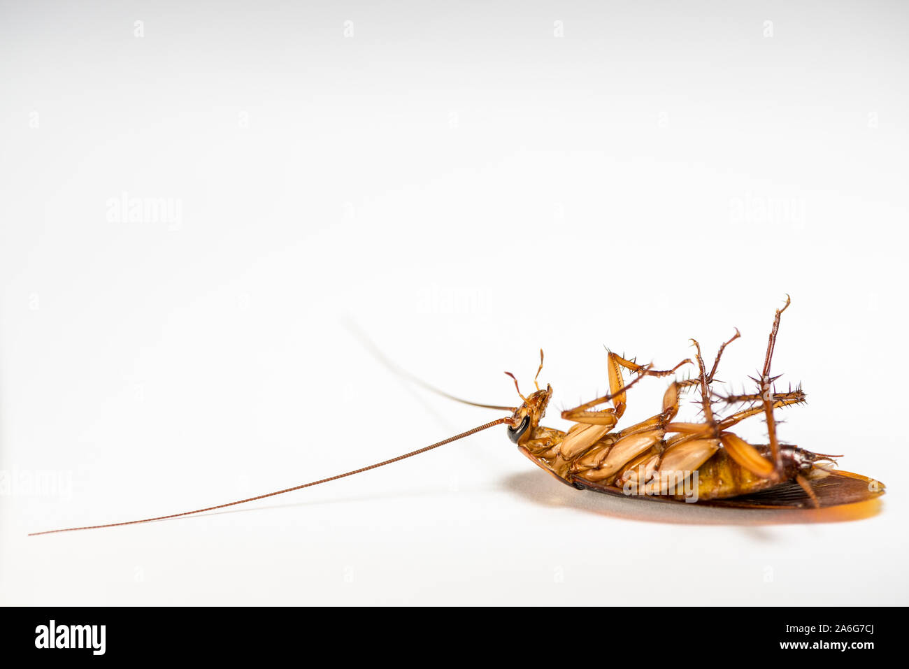 Macro close up one cockroach lay dead isolated on white background ...
