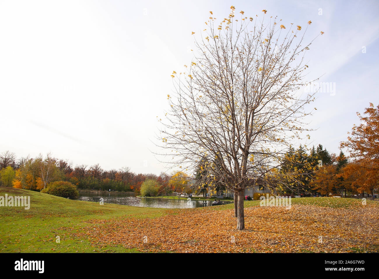 Autumn Park Landscape. Assiniboine Park, Winnipeg - Canada Stock Photo ...