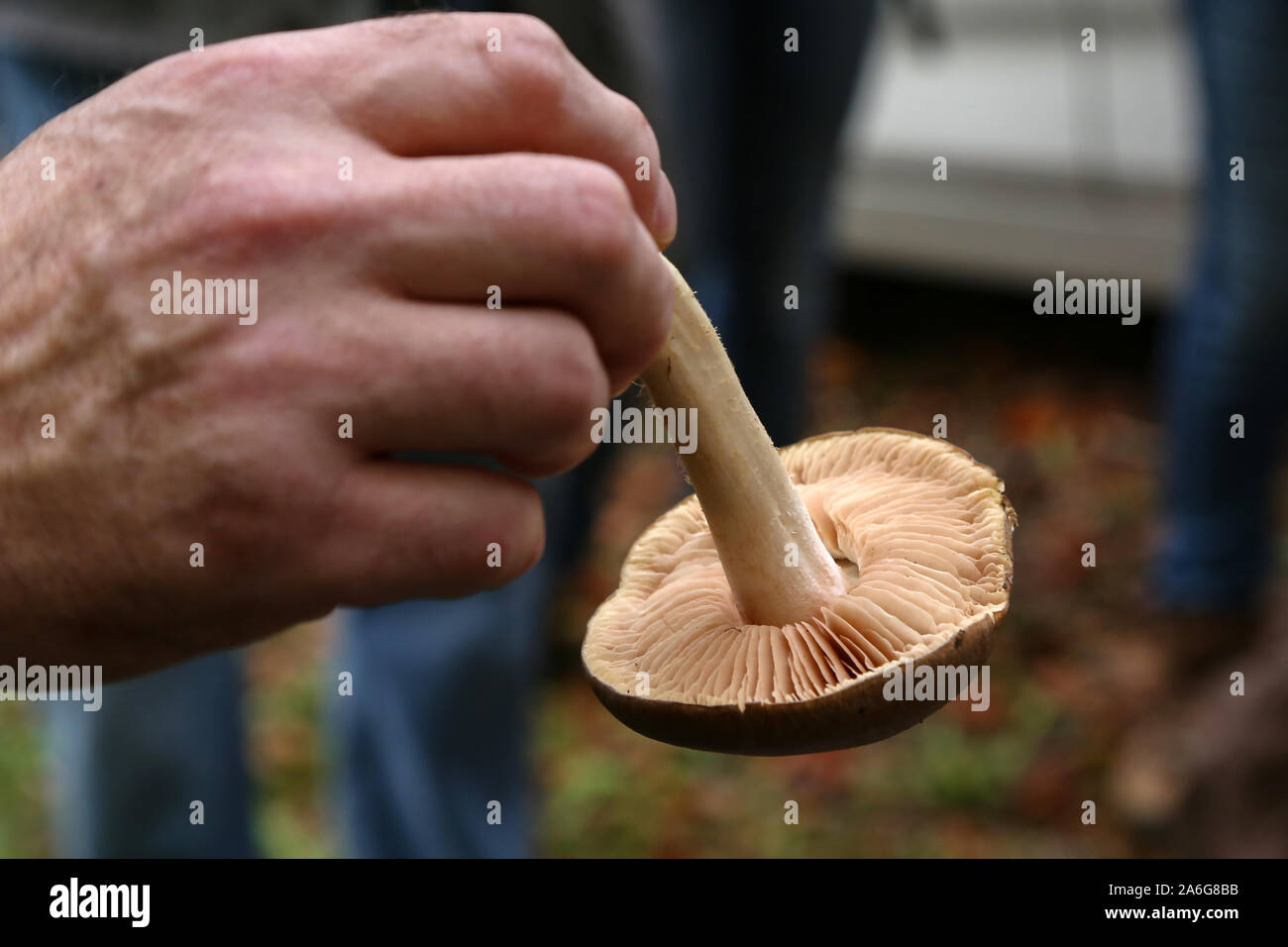 Mycologist hi-res stock photography and images - Alamy