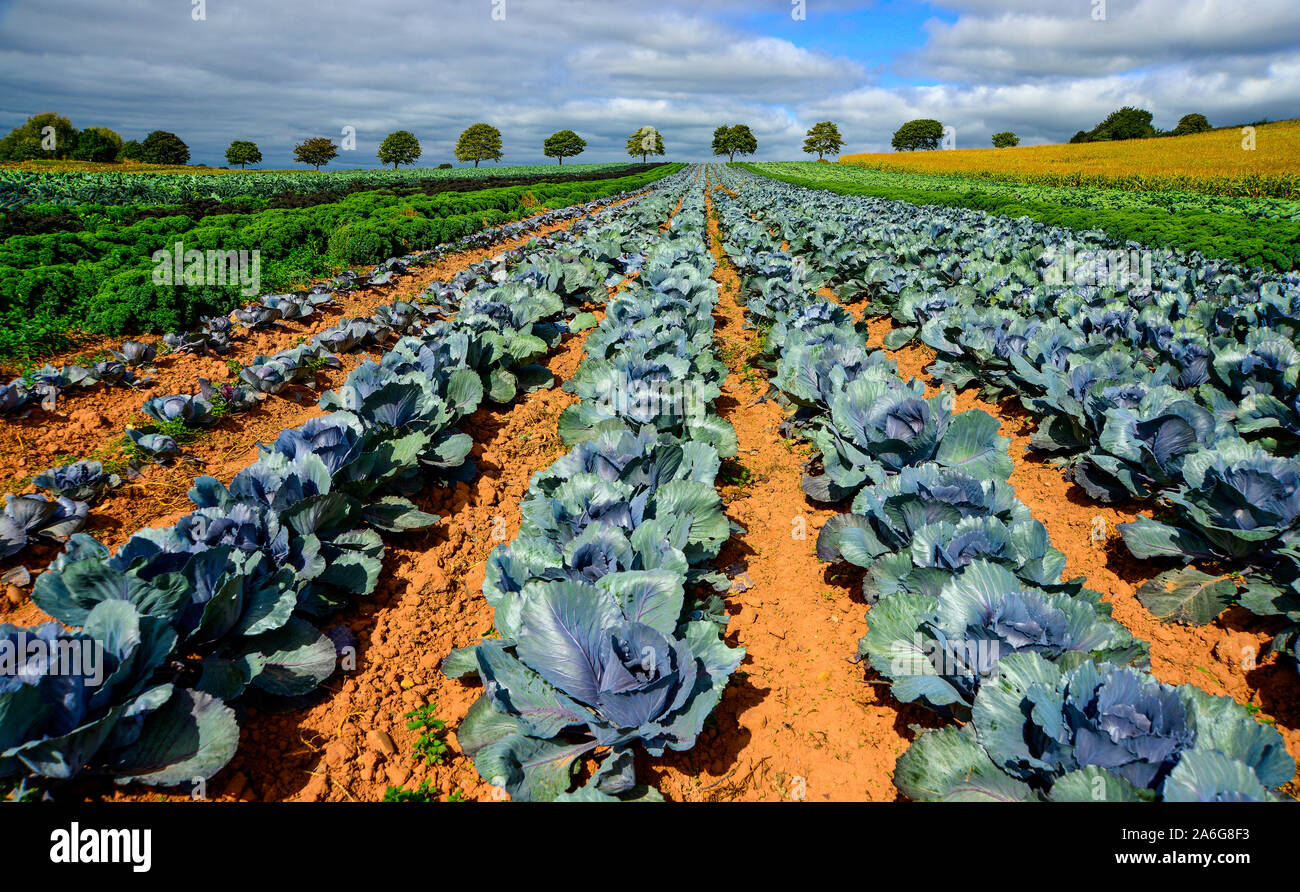 Crop Field near Exeter, Devon Stock Photo - Alamy