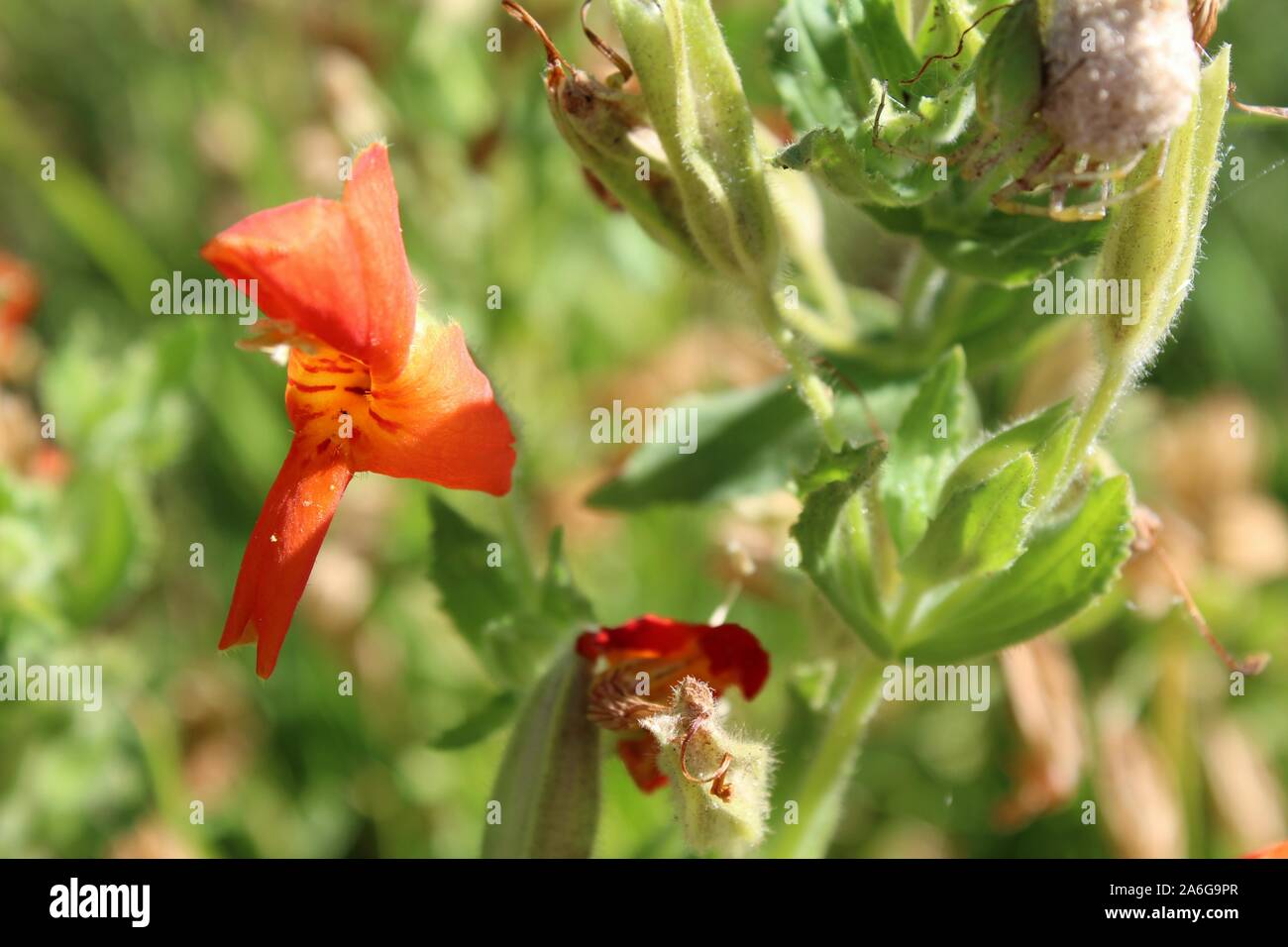 Native plant of Palm Canyon in the Colorado Desert, botanically ...