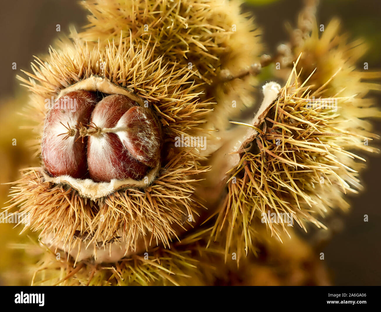 Nature close-up portrait of sweet chestnut showing form and structure ...