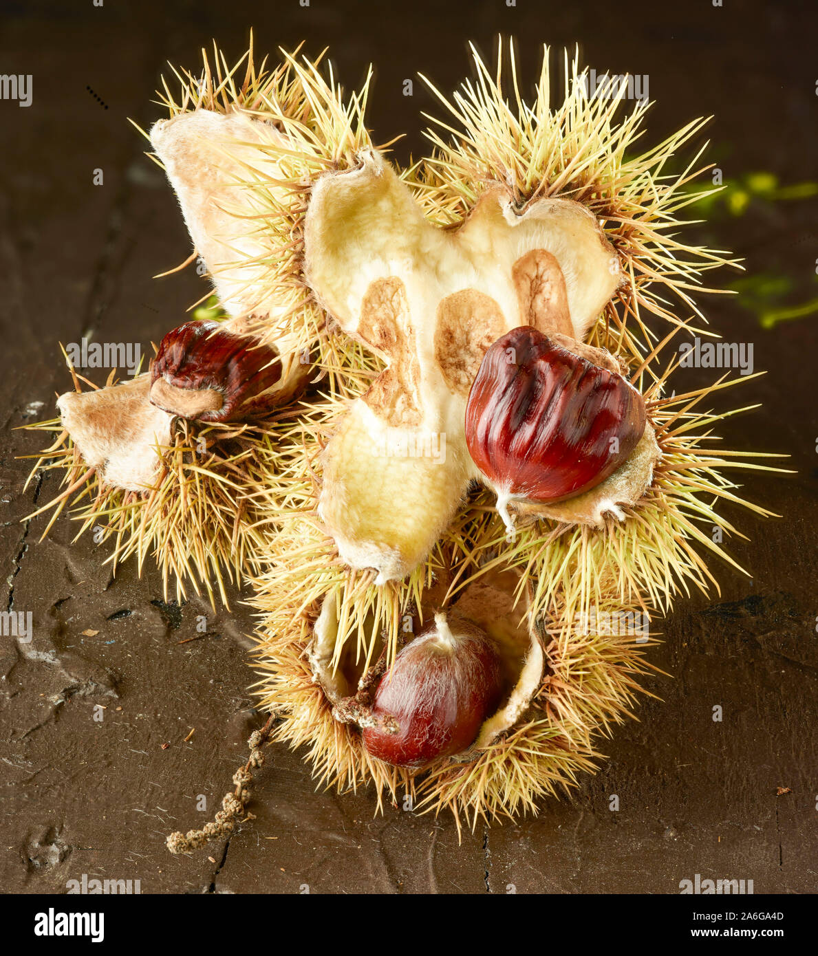 Nature close-up portrait of sweet chestnut showing form and structure ...
