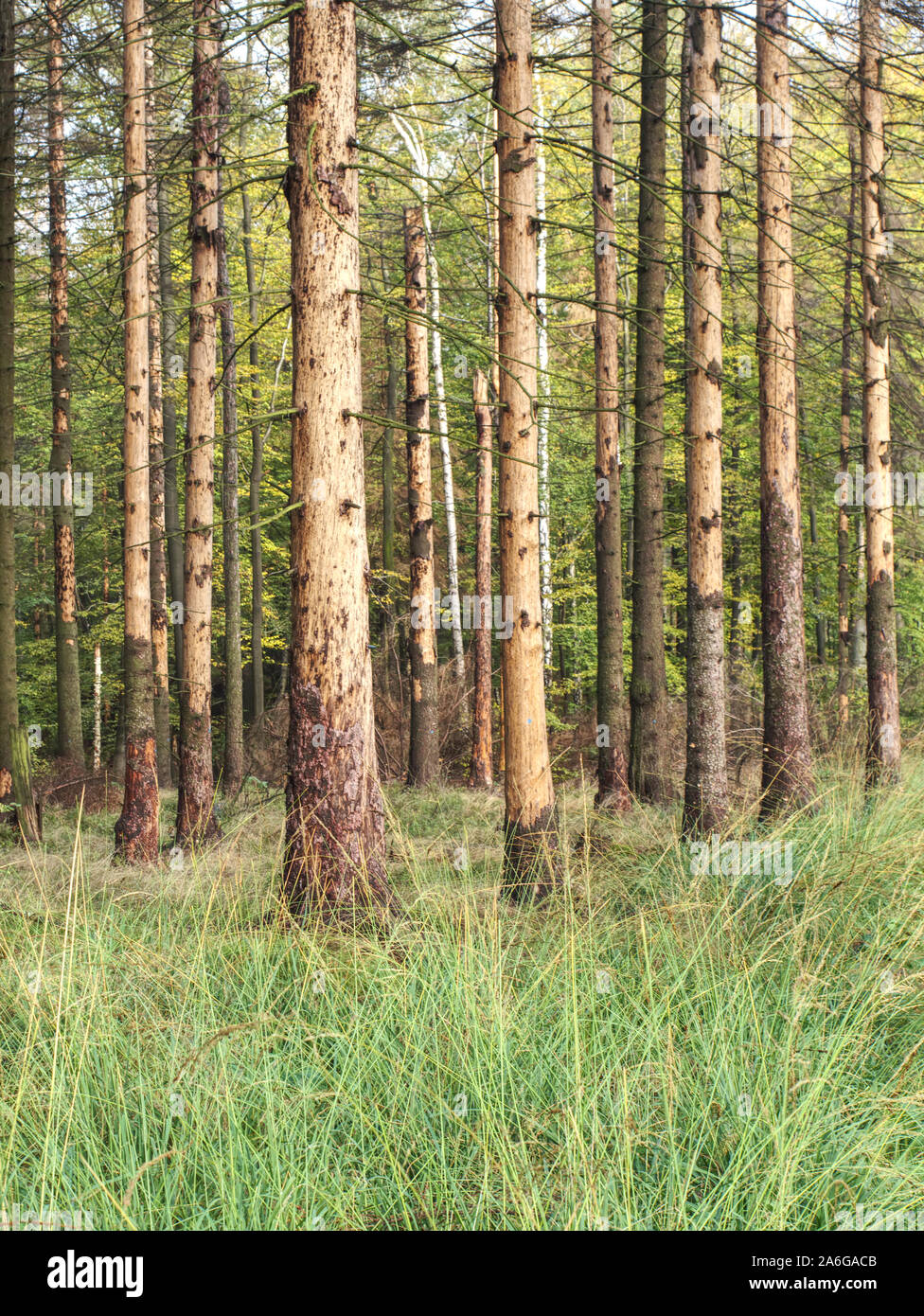 Landscape with dead forest destroyed by wood worm in National Park ...