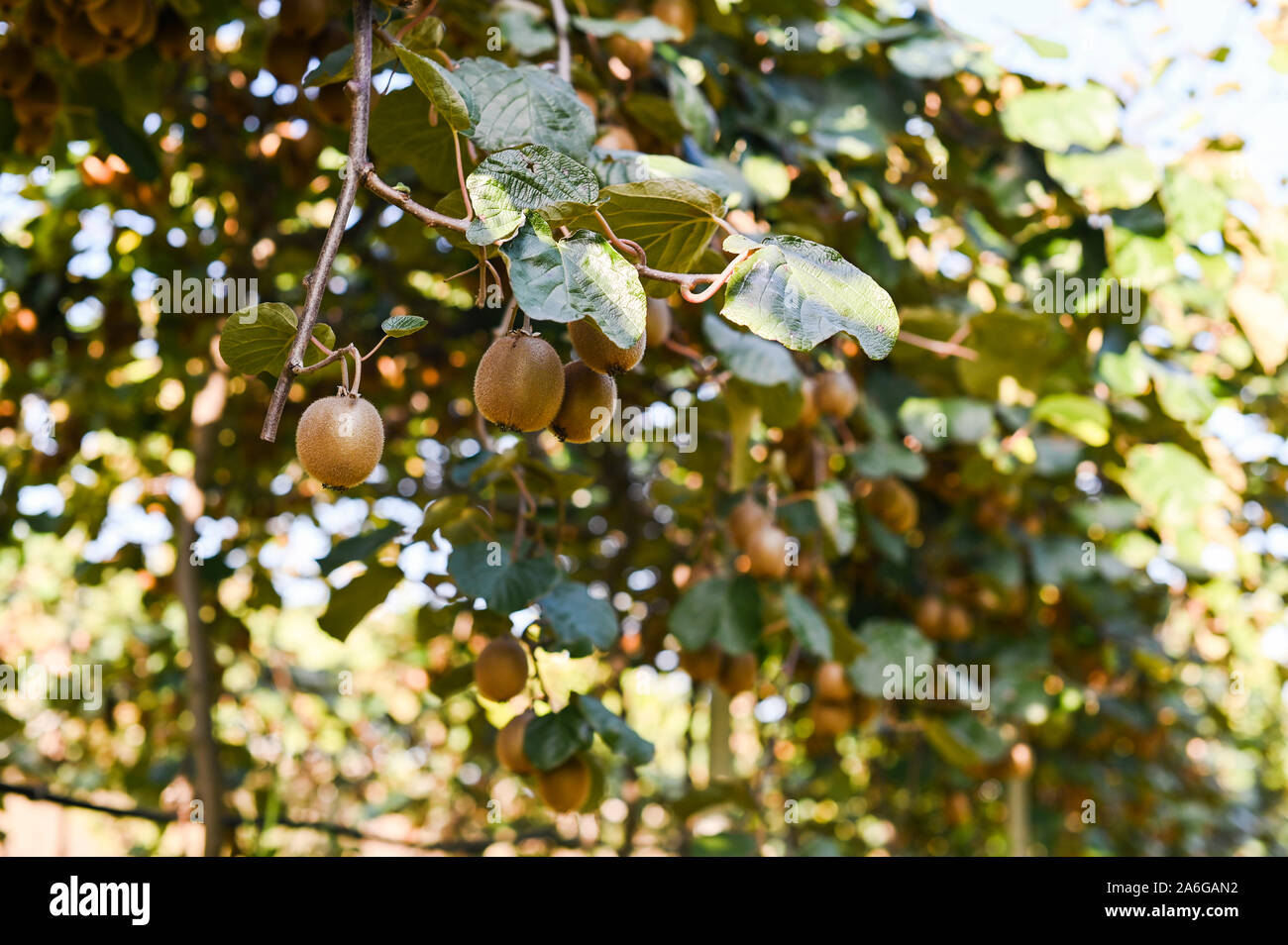 Kiwi on a kiwi tree plantation with with huge clusters of fruits ...
