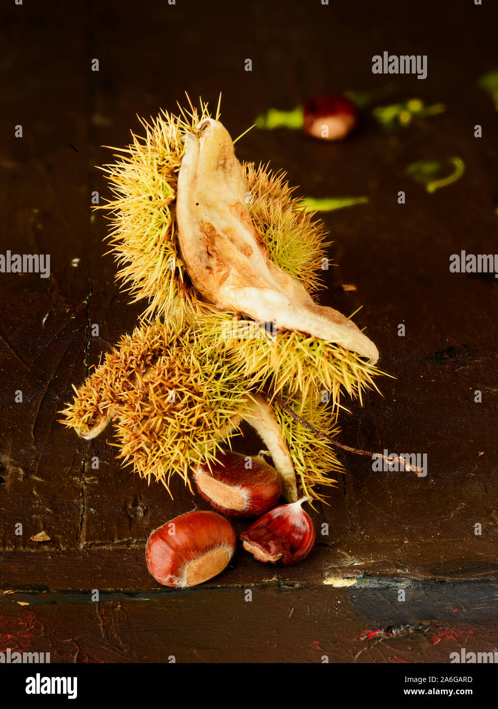 Close up nature portrait of sweet chestnut showing spines and seed-pod ...