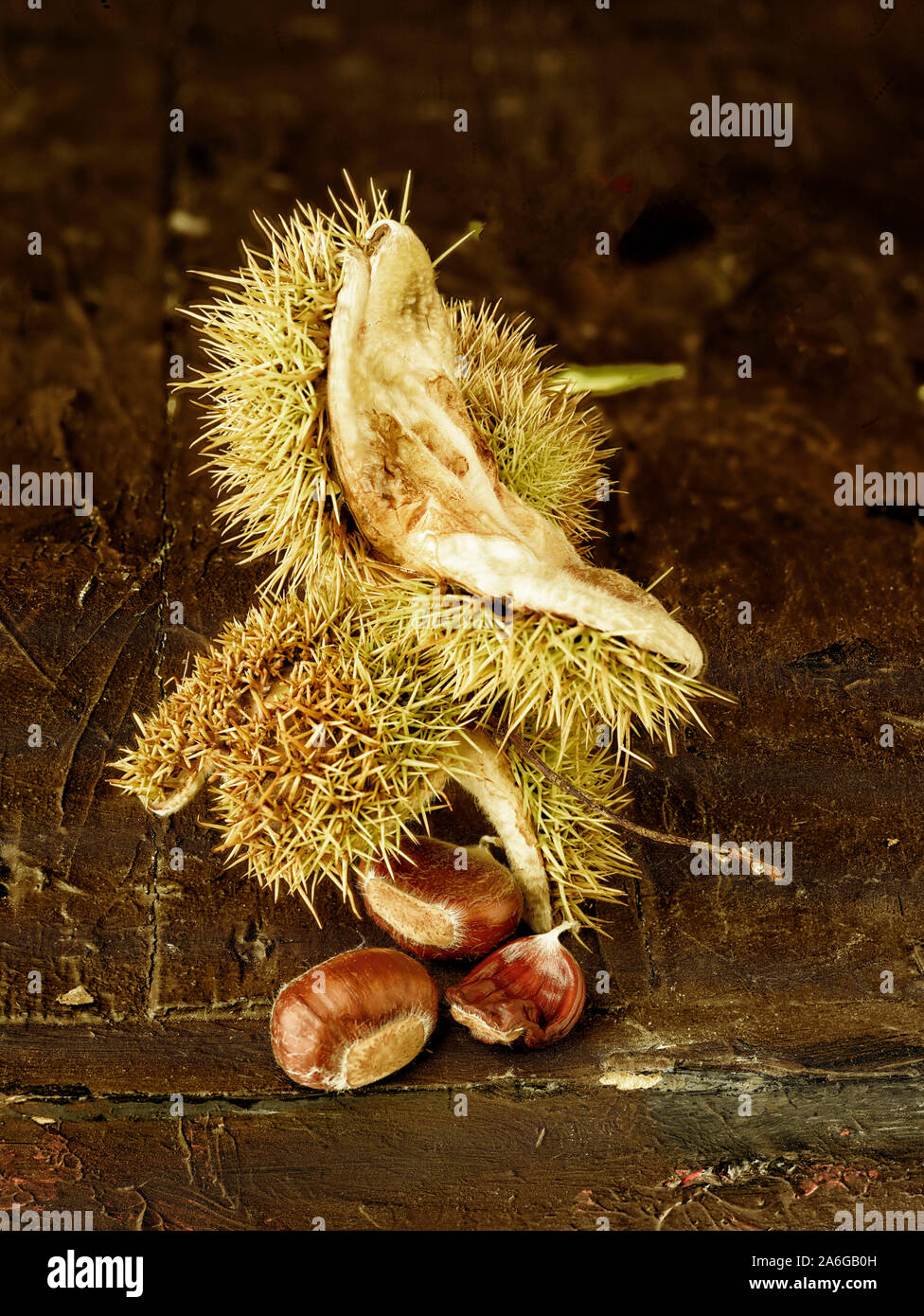 Close up nature portrait of sweet chestnut showing spines and seed-pod ...