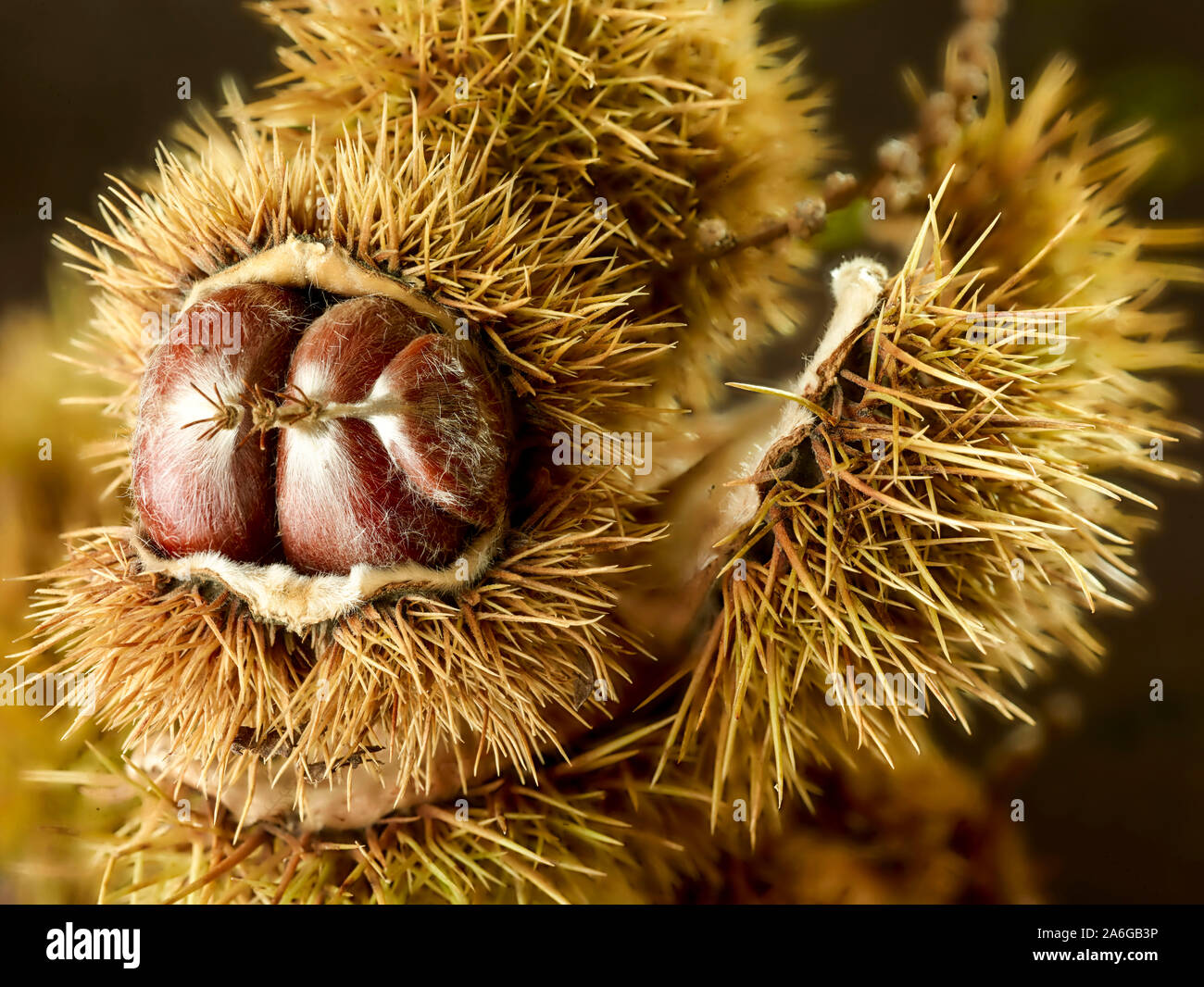 Nature close-up portrait of sweet chestnut showing form and structure ...