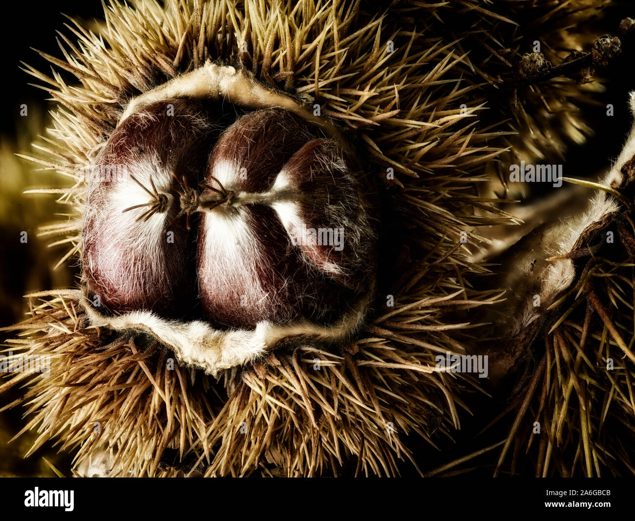 Nature close-up portrait of sweet chestnut showing form and structure ...