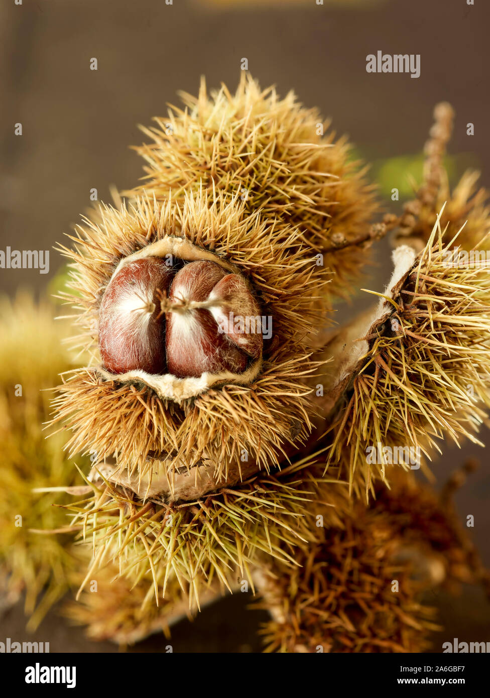 Nature close-up portrait of sweet chestnut showing form and structure ...