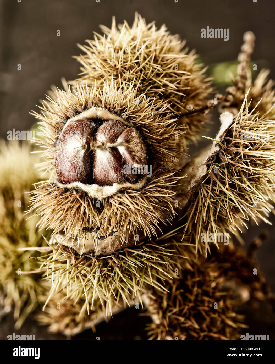 Nature close-up portrait of sweet chestnut showing form and structure ...
