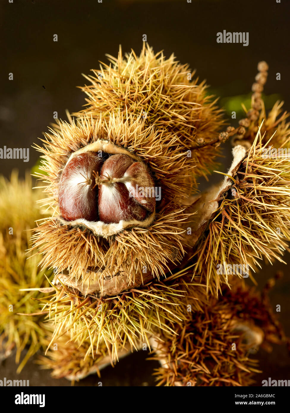Nature close-up portrait of sweet chestnut showing form and structure ...