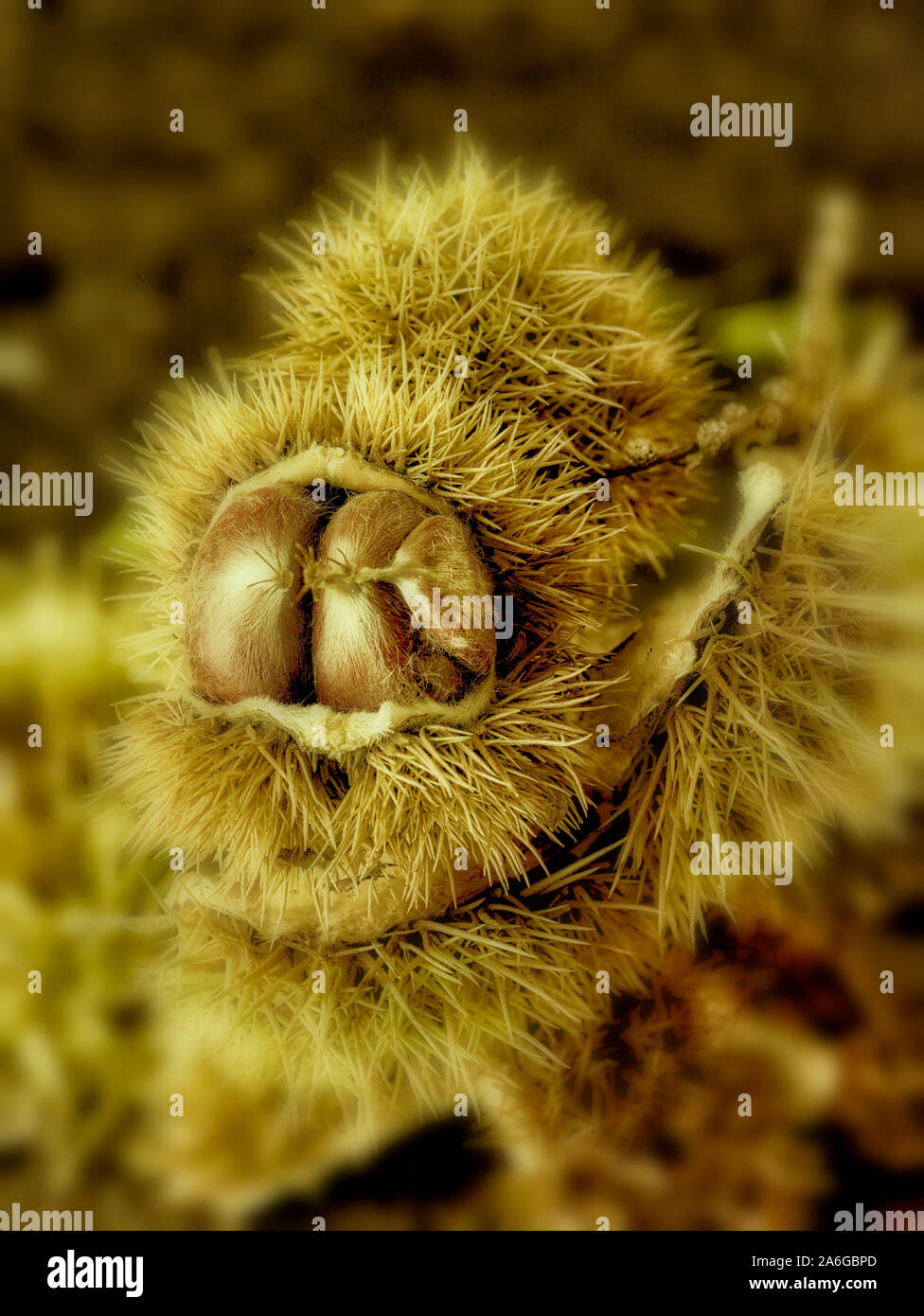Nature close-up portrait of sweet chestnut showing form and structure ...