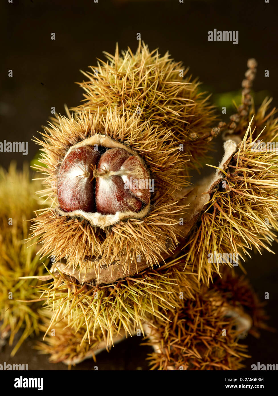 Nature close-up portrait of sweet chestnut showing form and structure ...