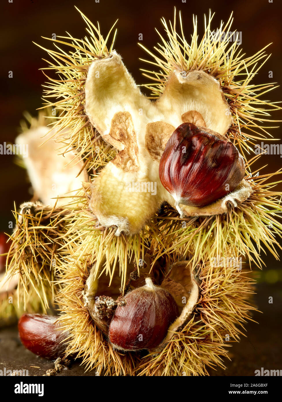 Nature close-up portrait of sweet chestnut showing form and structure ...