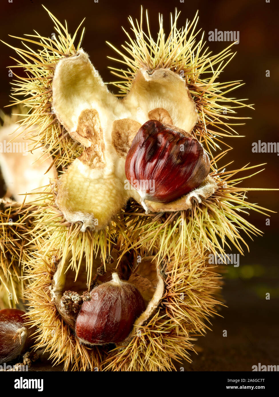 Nature close-up portrait of sweet chestnut showing form and structure ...