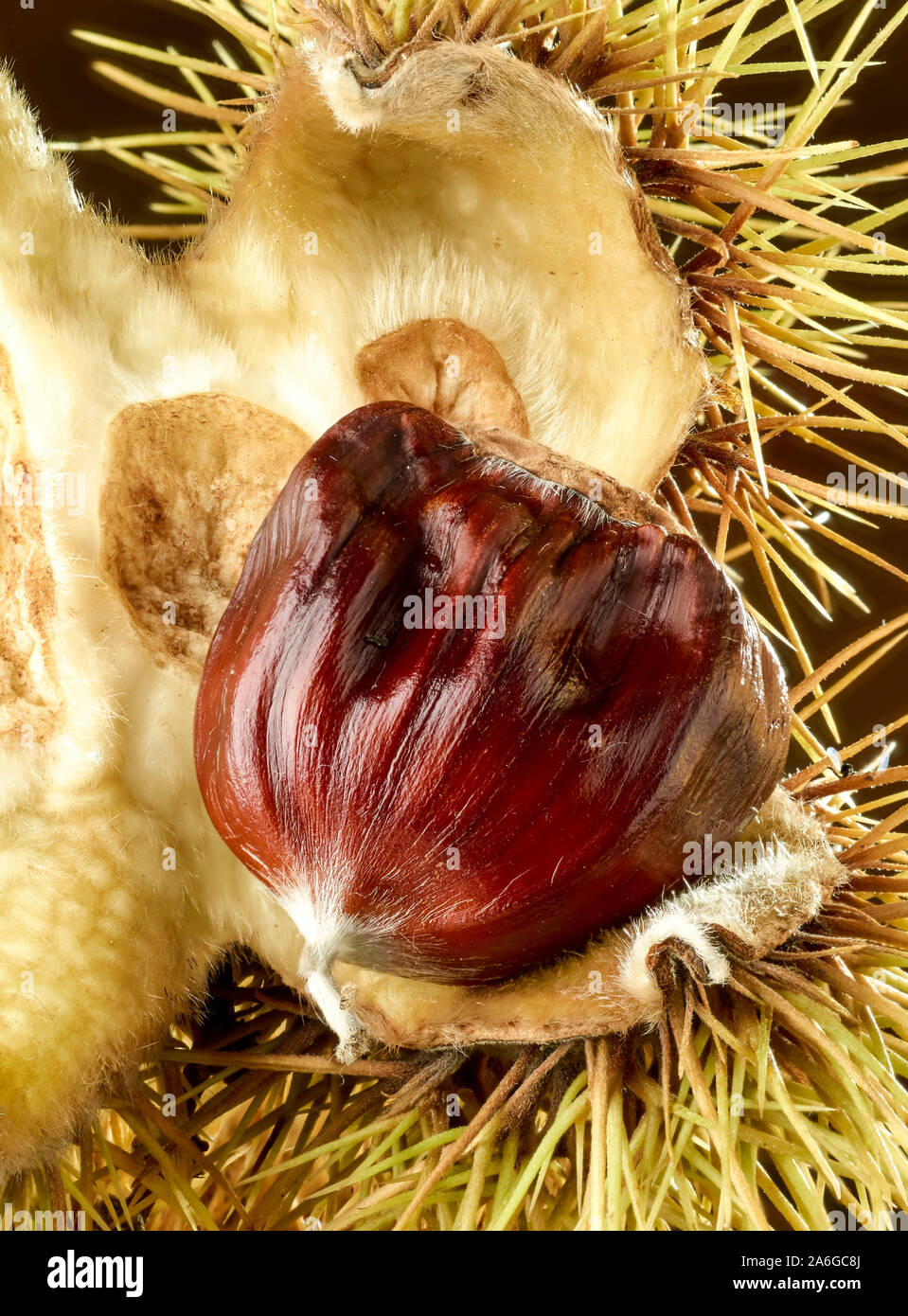 Nature close-up portrait of sweet chestnut showing form and structure ...