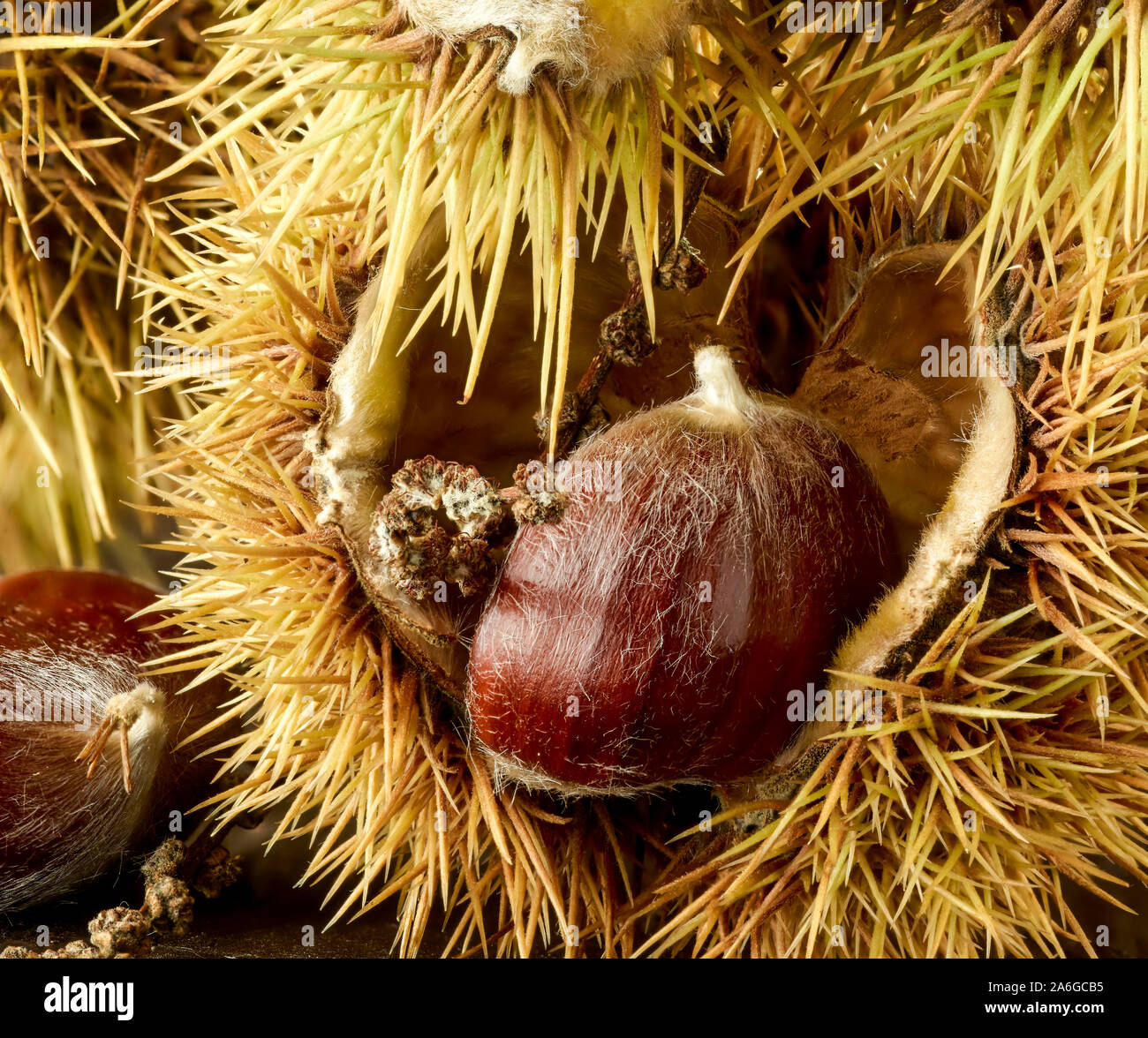 Nature close-up portrait of sweet chestnut showing form and structure ...