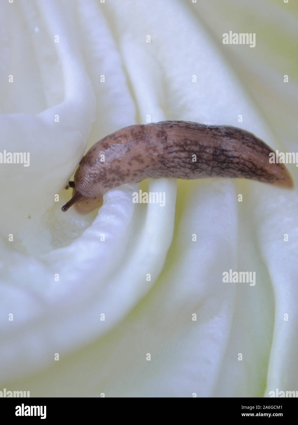 Grey garden slug on cabbage leaf, Deroceras reticulatum Stock Photo - Alamy
