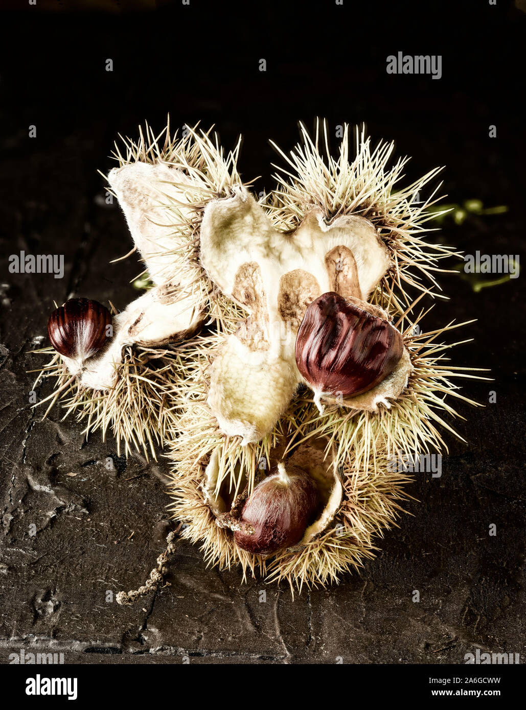 Nature close-up portrait of sweet chestnut showing form and structure ...